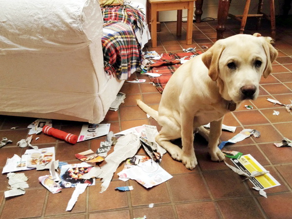 Dog Trainer Bible - Top Course Creator